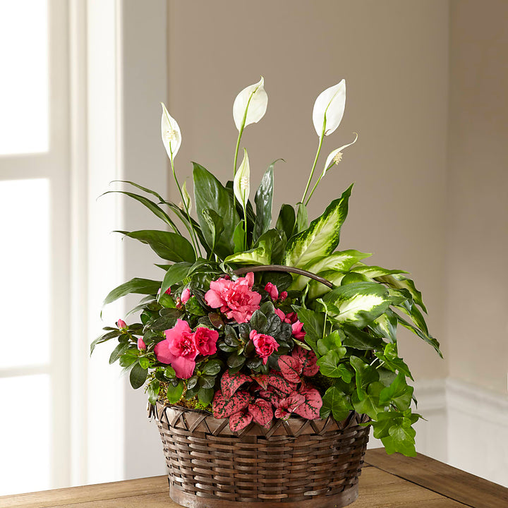 Sympathy flowers and plants for the home by Garside Florist–Garside Florist